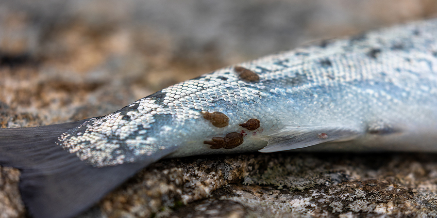 eFeedLink - Canada-based EVAH gets US patent for in-feed sea lice ...